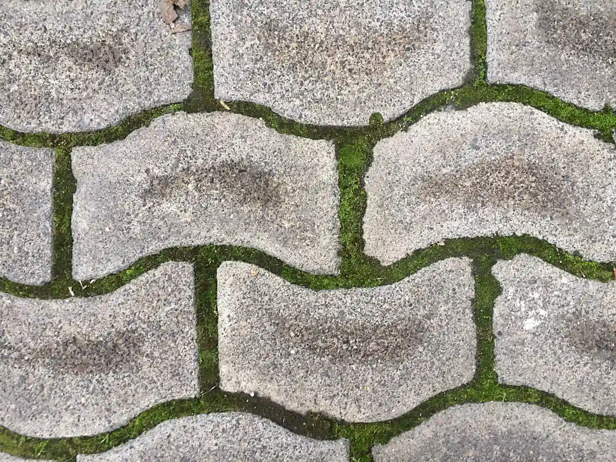 6 Aneka Jenis dan Ukuran Paving Block untuk Taman, Catat!